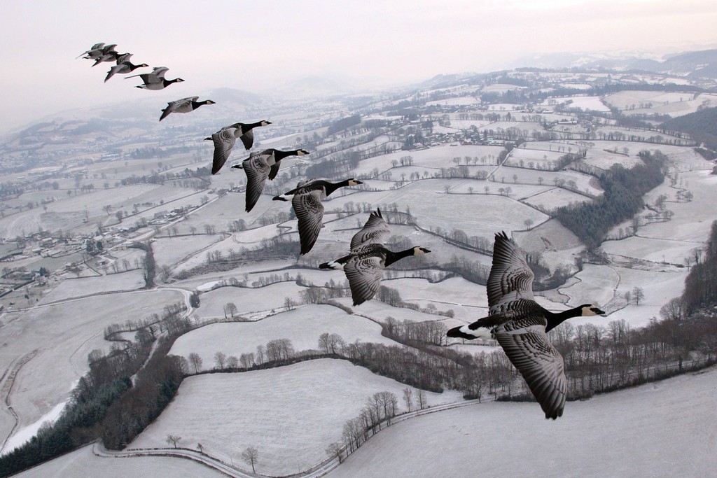 Vol en ULM avec les Bernaches Nonnettes en Auvergne