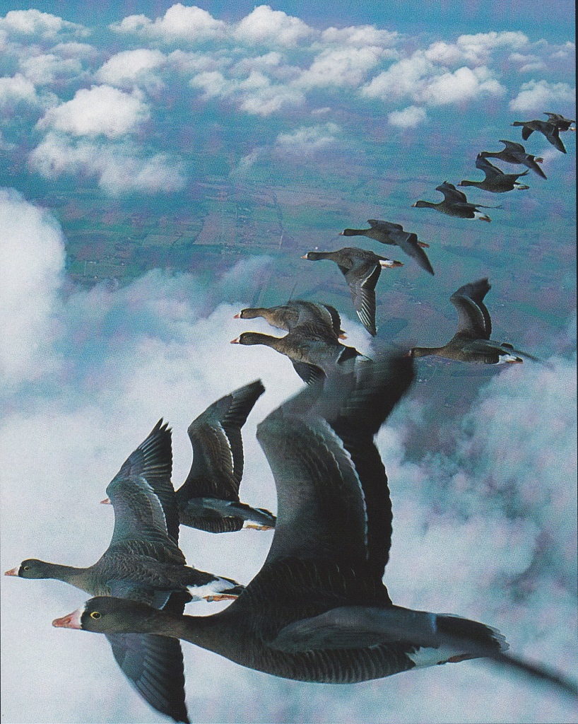 « Donne-moi des ailes » et la véritable histoire | Voler avec les oiseaux