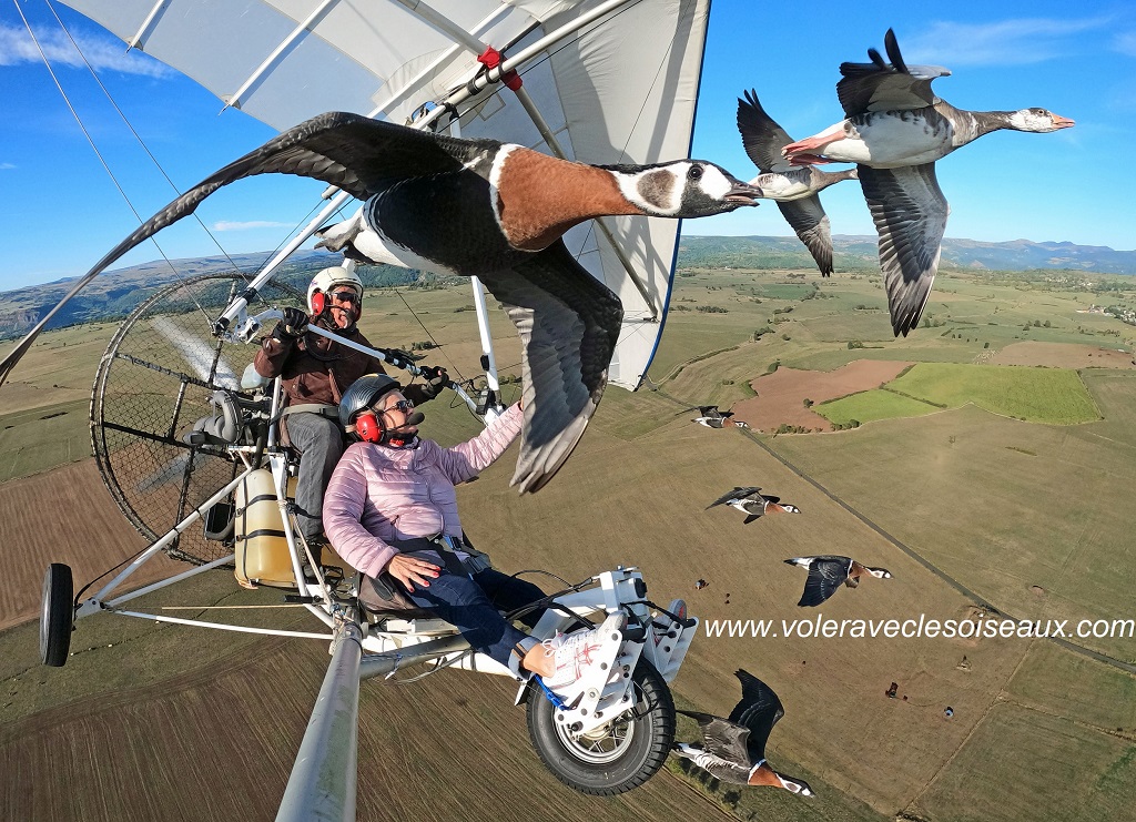 The Man who flies with birds-Bird Buddy blog